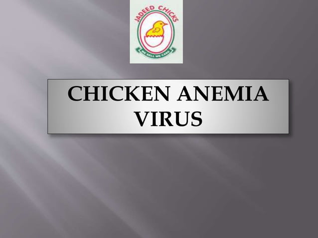 CHICKEN ANEMIA VIRUS | PPTX | Infectious Diseases | Diseases and Conditions