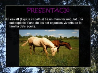 Cavall | PPT