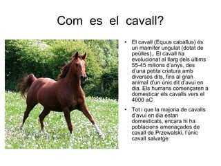 Cavall | PPT