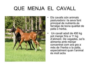 Cavall | PPT