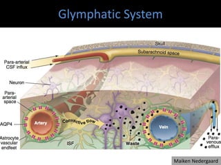 The glymphatic system in sleep and neurodegenerative diseases | PPTX