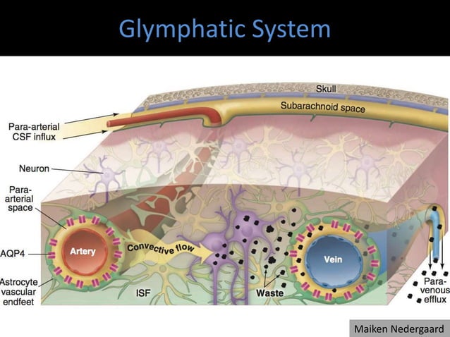 The glymphatic system in sleep and neurodegenerative diseases | PPTX ...