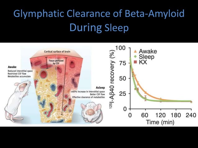 The glymphatic system in sleep and neurodegenerative diseases | PPT