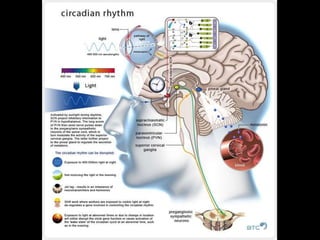 The glymphatic system in sleep and neurodegenerative diseases | PPTX