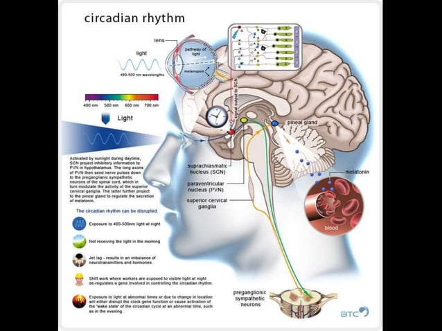 The glymphatic system in sleep and neurodegenerative diseases | PPTX ...