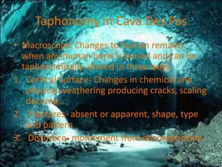 Cave archaeology and post depositional processes affecting taphonomy ...