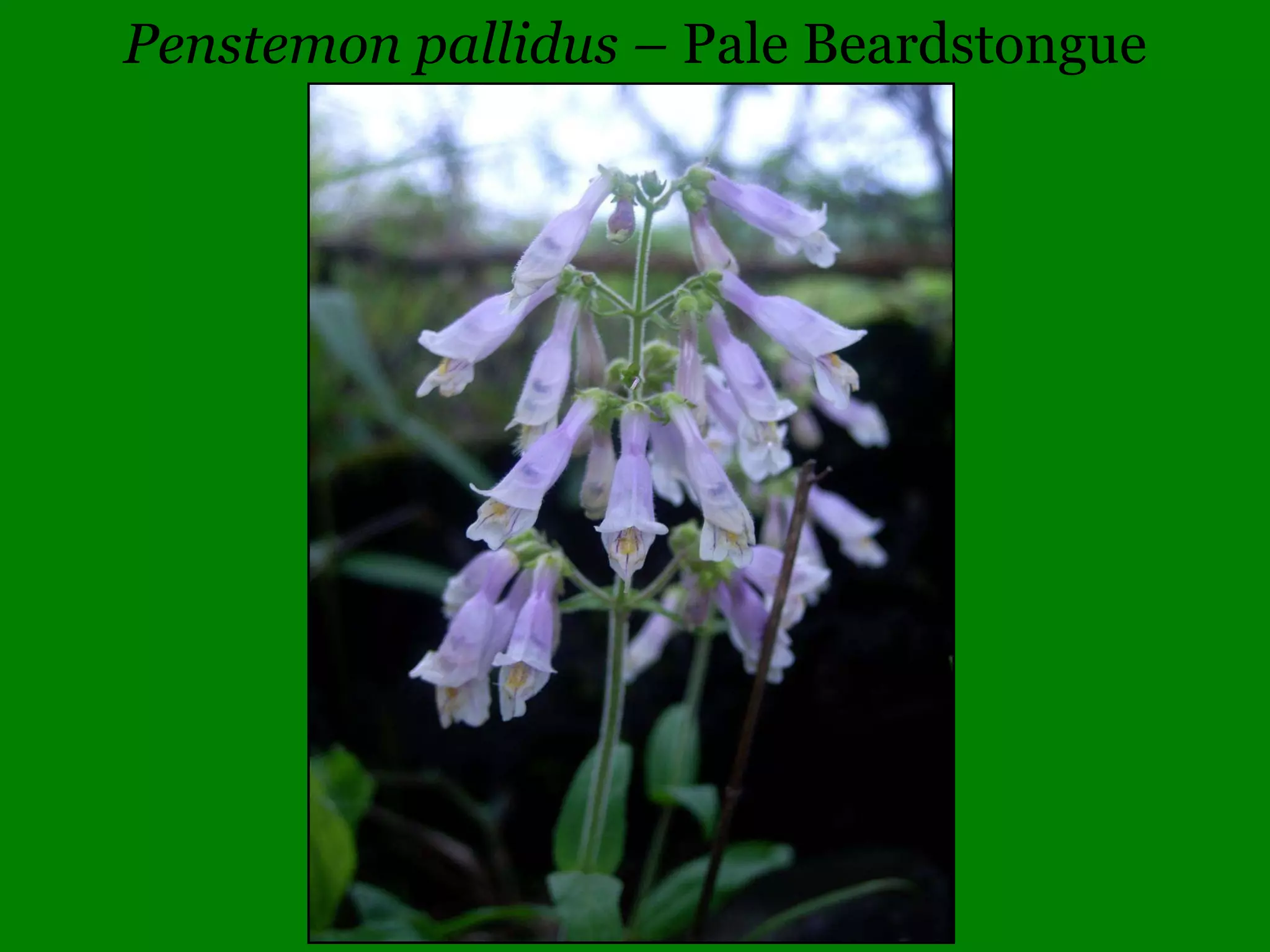 Cave Creek Glade Natural Area | PPT