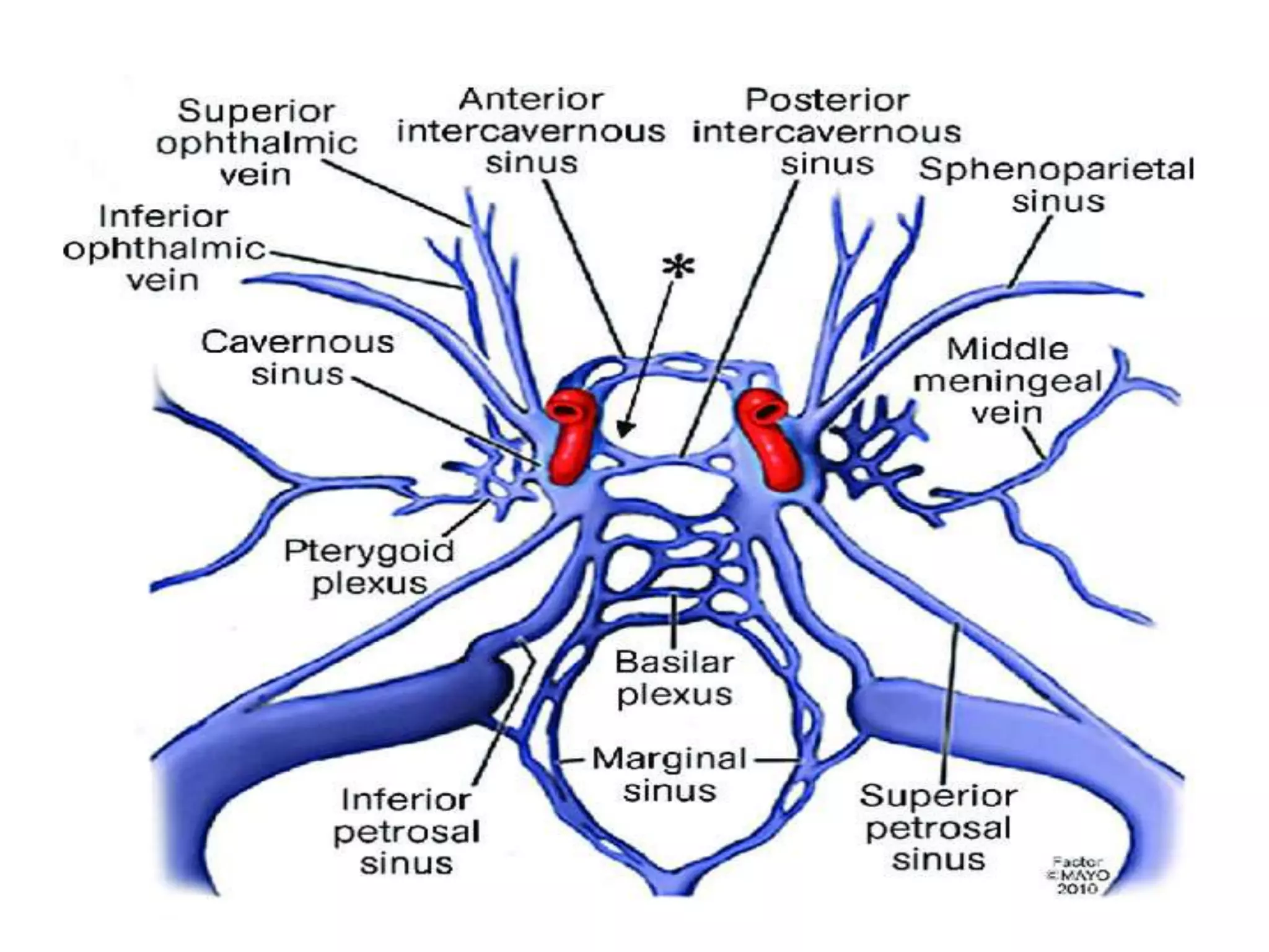 Cavernous sinus | PPTX