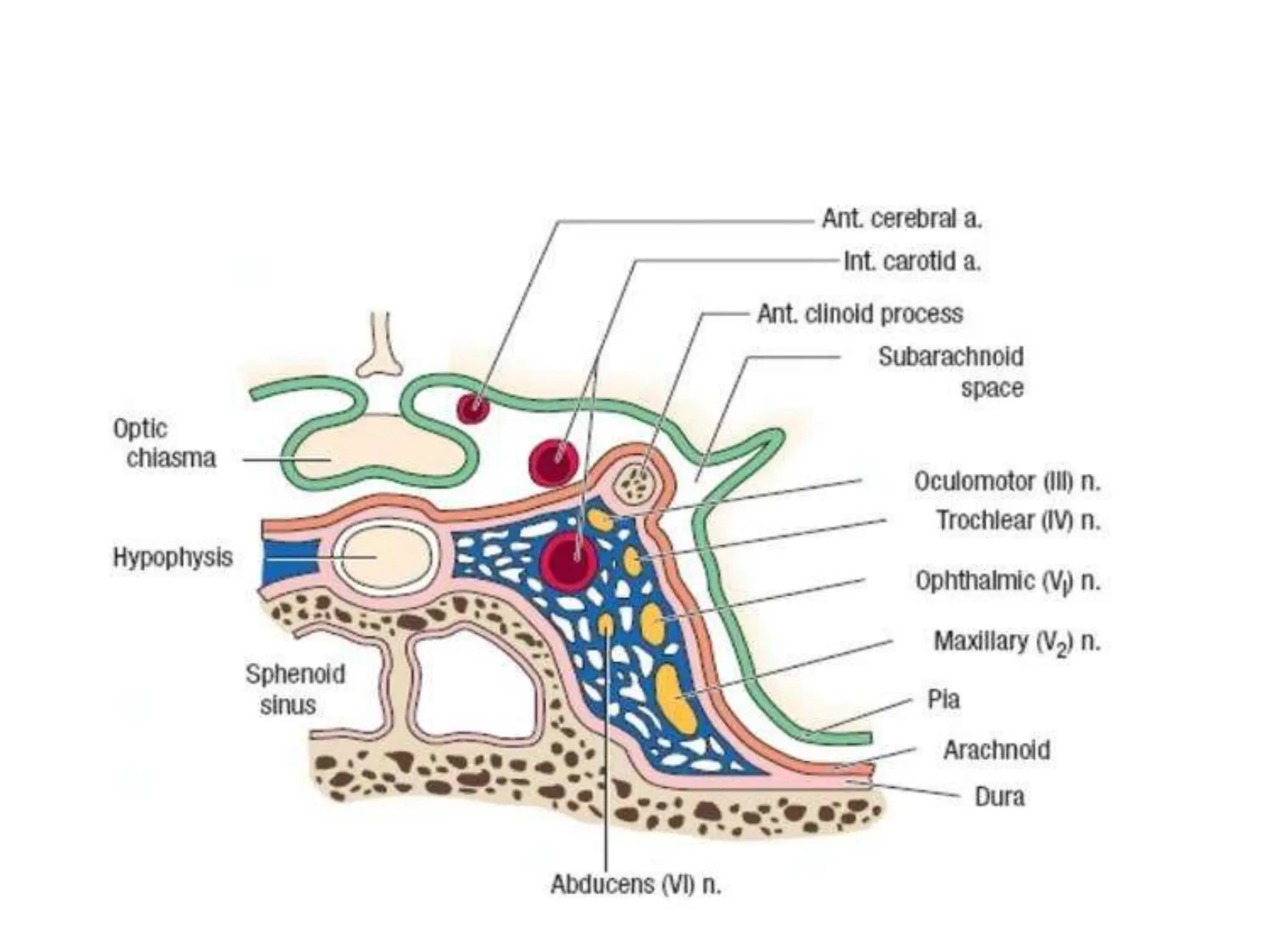 Cavernous sinus anatomy and clinical significance | PPTX
