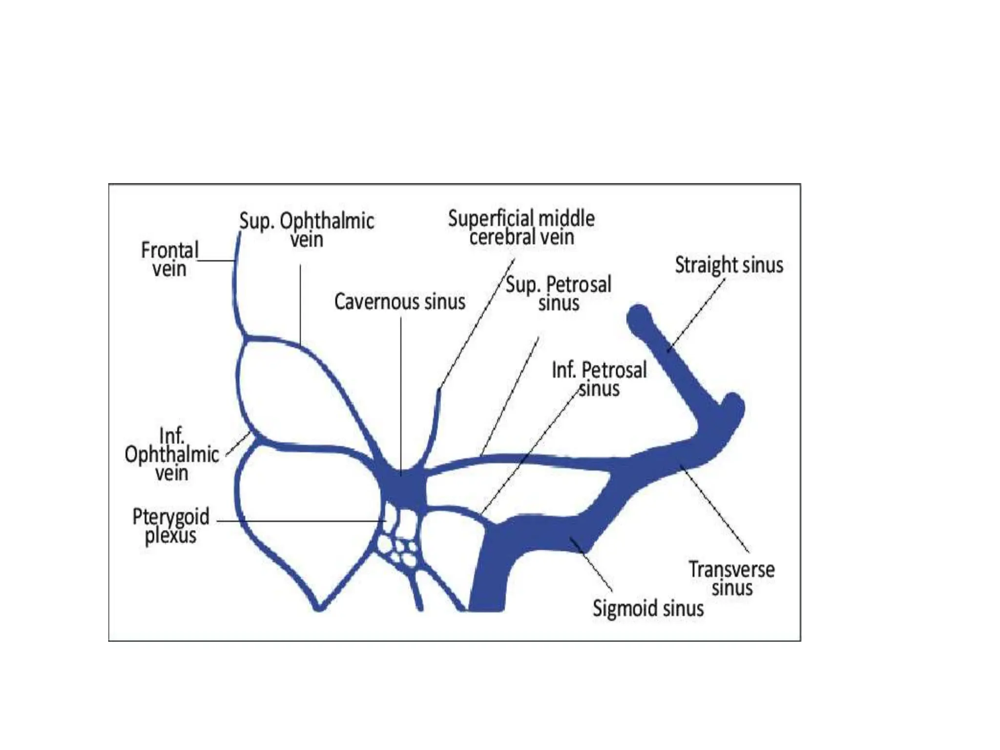 Cavernous sinus anatomy and clinical significance | PPTX