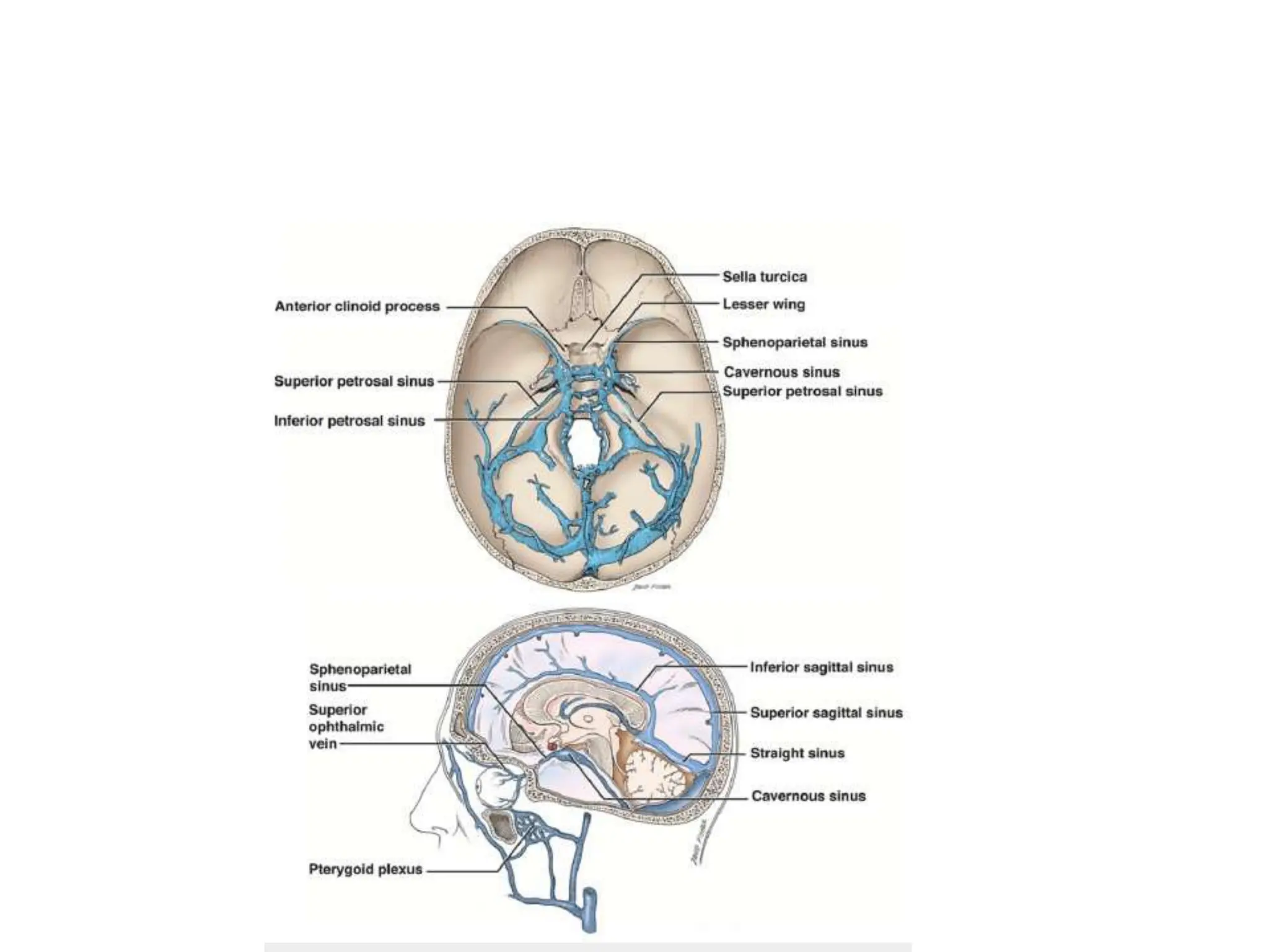 Cavernous sinus anatomy and clinical significance | PPTX