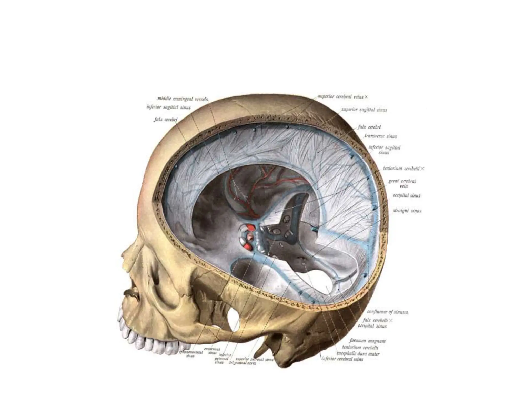 Cavernous sinus anatomy and clinical significance | PPTX