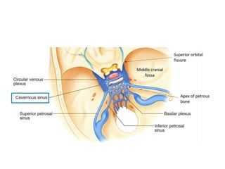 Cavernous sinus anatomy and clinical significance | PPTX