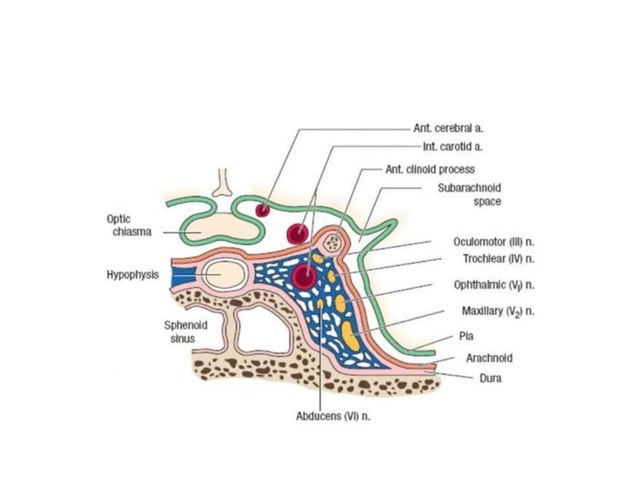 Cavernous sinus anatomy and clinical significance | PPTX