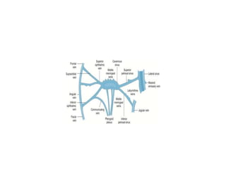 Cavernous sinus anatomy and clinical significance | PPTX