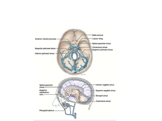 Cavernous sinus anatomy and clinical significance | PPTX