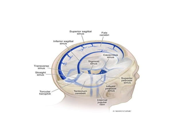 Cavernous sinus anatomy and clinical significance | PPTX