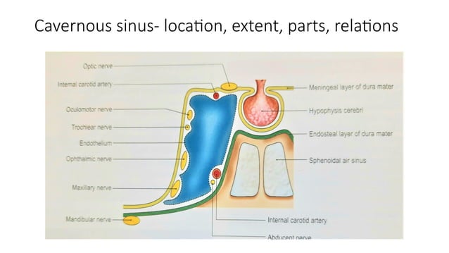 Cavernous Sinus Gross & Applied Anatomy.pptx