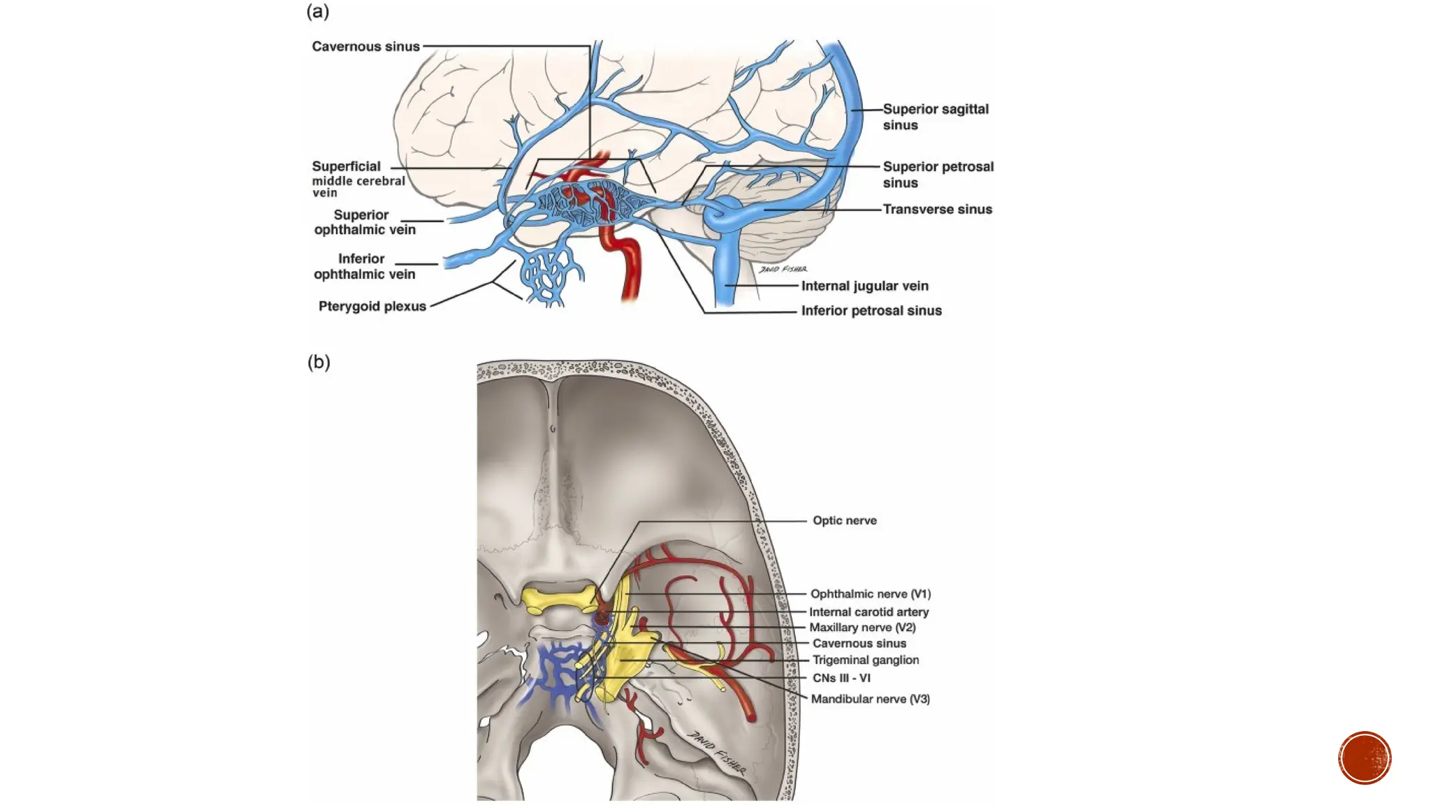 cavernous sinus anatomy and its contents.pptx