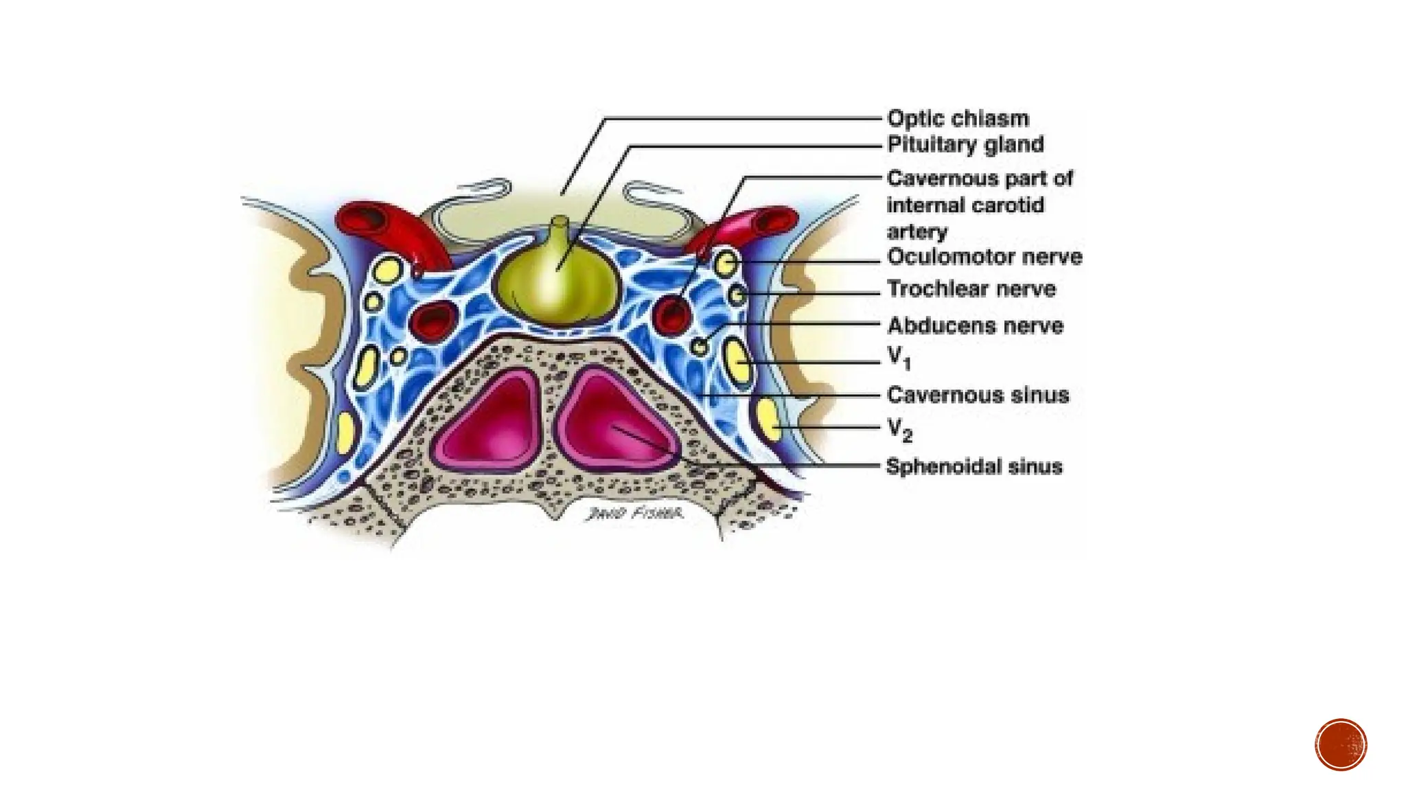 cavernous sinus anatomy and its contents.pptx