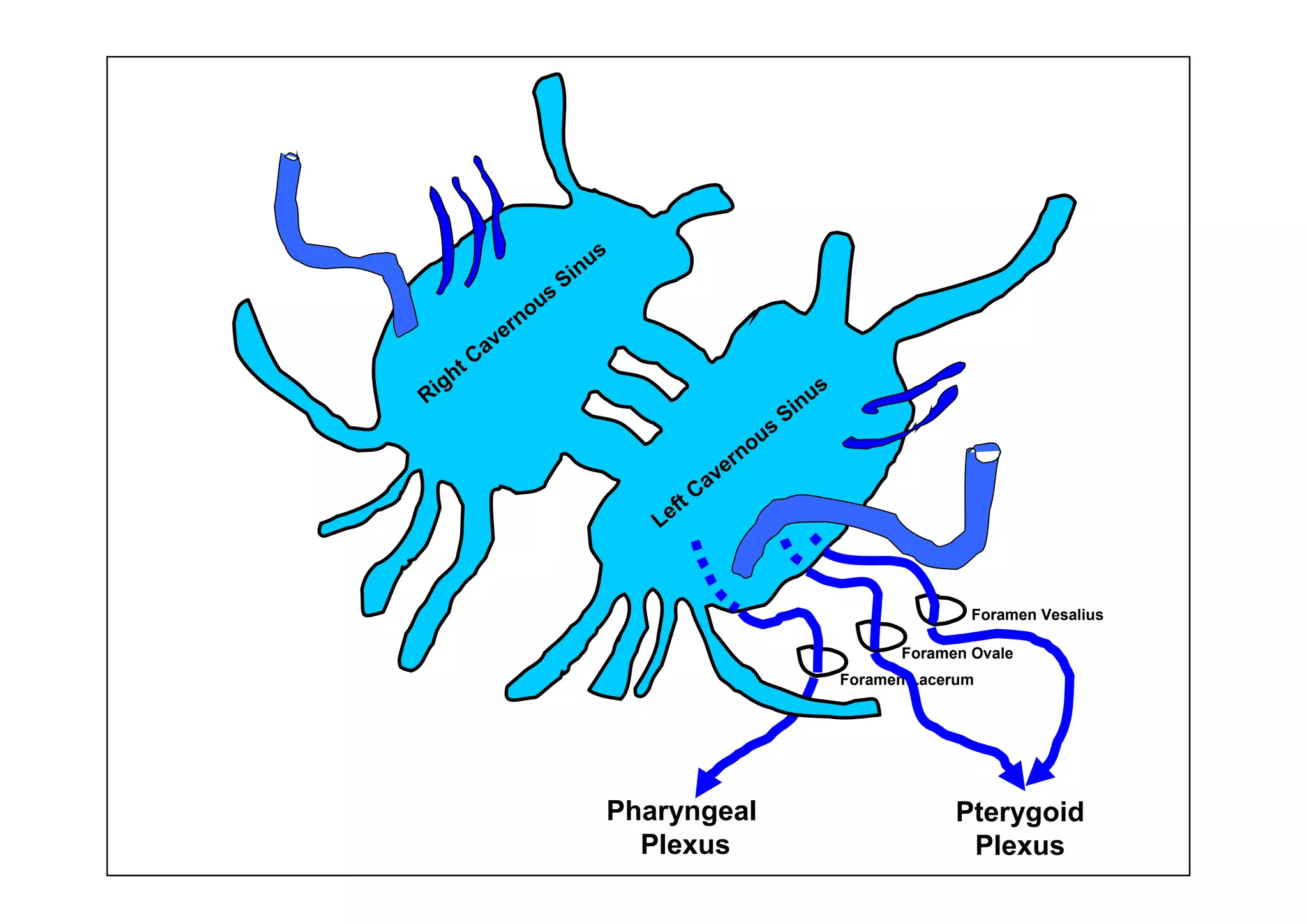 Cavernous sinus anatomy | PDF