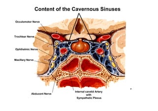 Cavernous sinus anatomy | PDF