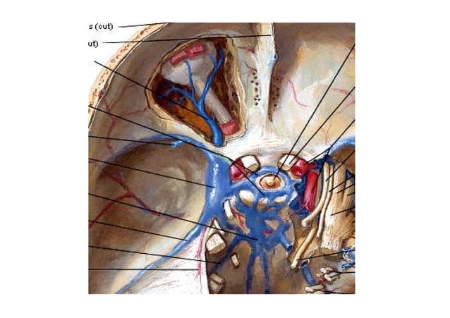 Cavernous sinus anatomy | PDF