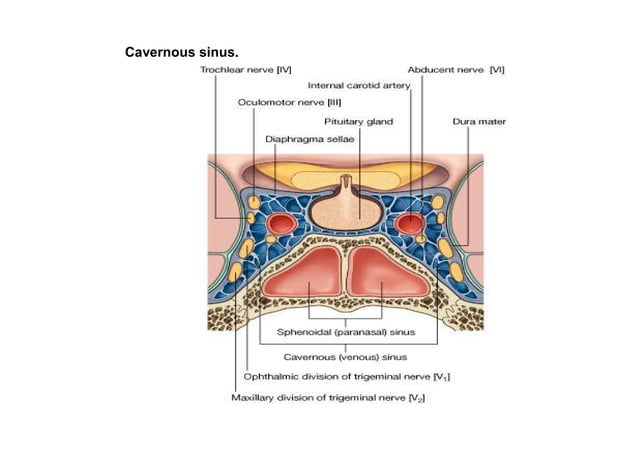 Cavernous sinus anatomy | PDF