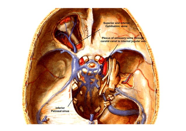 Cavernous sinus anatomy