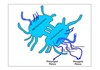 Cavernous Sinus Communications