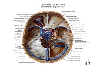 Cavernous Sinus Sagittal