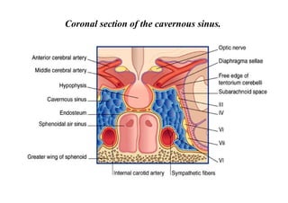Cavernous Sinus Internal Carotid Artery
