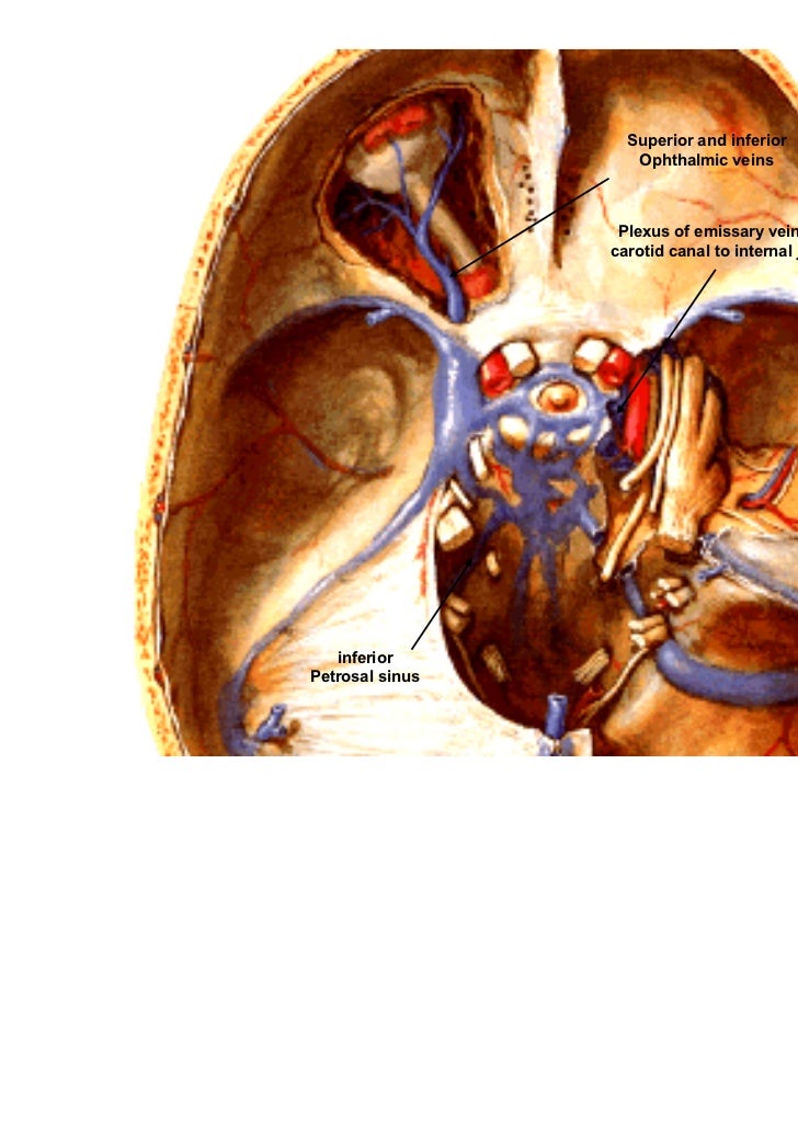 Cavernous sinus anatomy