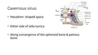 cavernous sinus anatomy and approches.pptx
