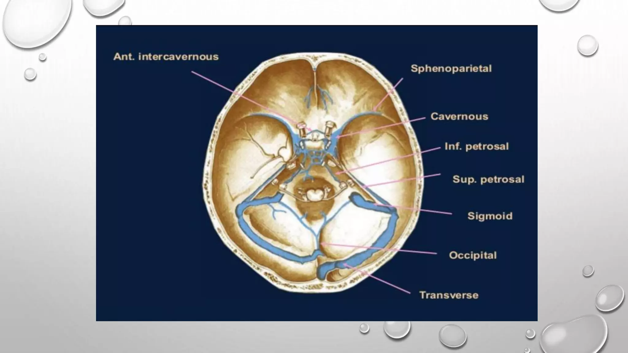 Cavernous sinus anatomy | PPT