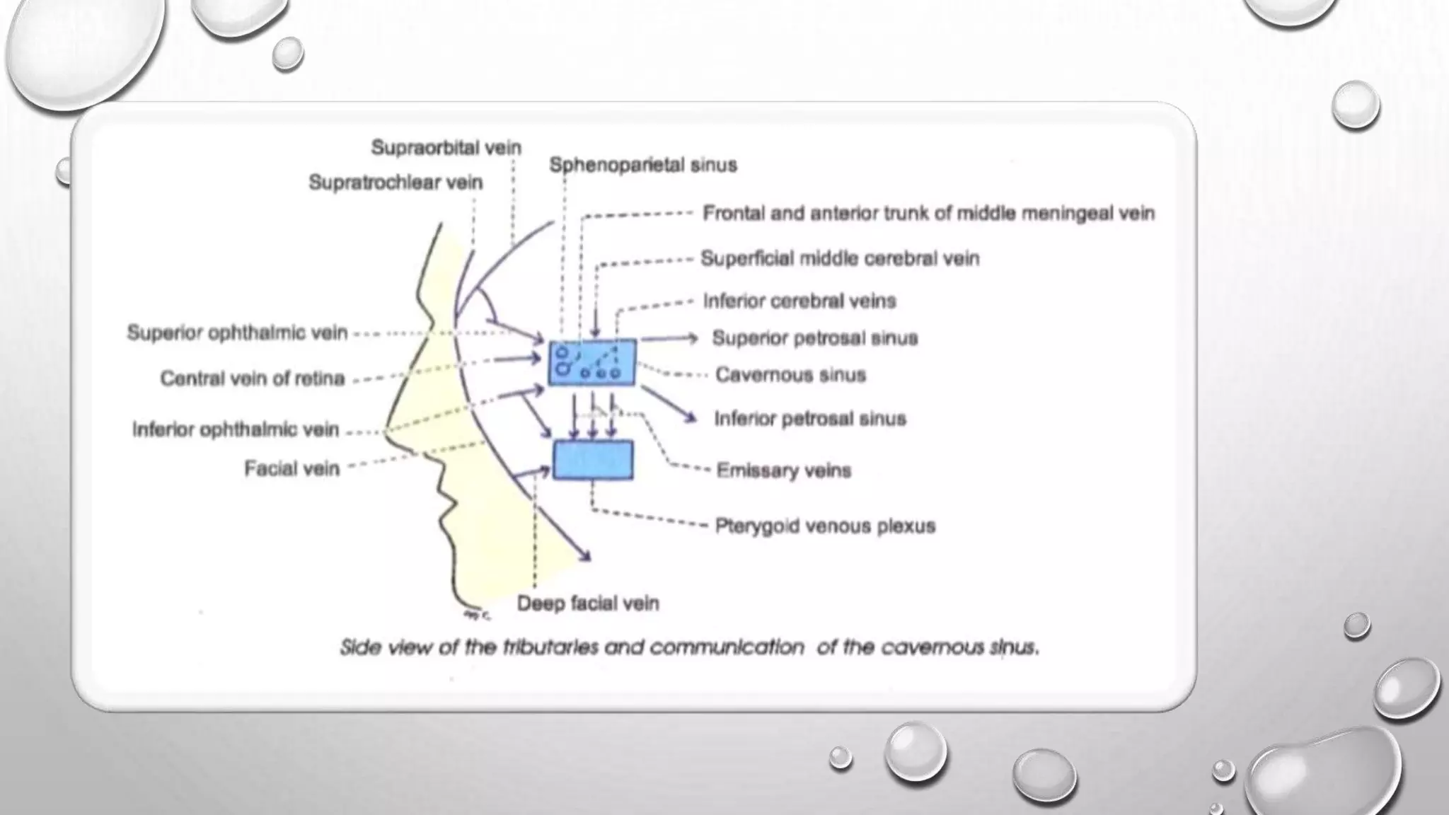 Cavernous sinus anatomy | PPTX