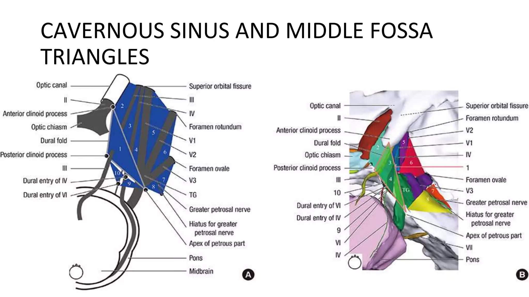 Cavernous sinus-ANATOMY AND SURGICAL APPROACHES | PPTX