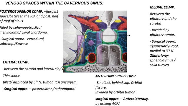 Cavernous sinus-ANATOMY AND SURGICAL APPROACHES | PPTX | Ear, Nose and ...