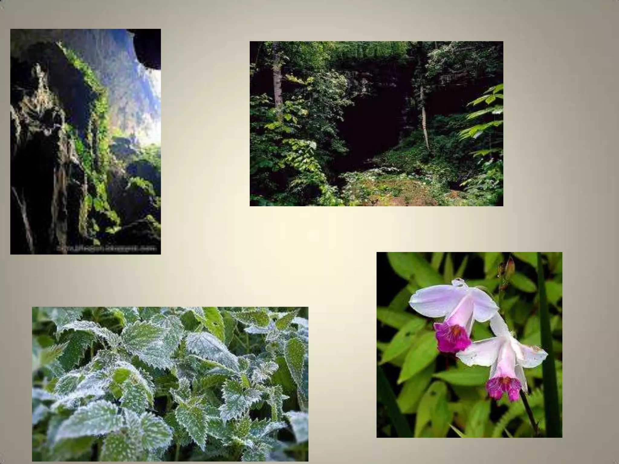 Caves geography pp | PPTX