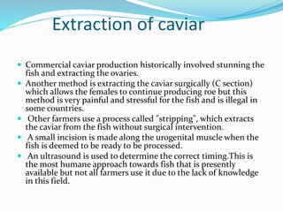 Caviar...varun | PPTX