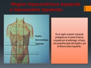 Cavidad abdominal y Músculos del abdomen | PPTX