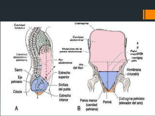 Cavidad abdominal y Músculos del abdomen | PPTX