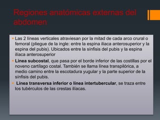 Cavidad abdominal y Músculos del abdomen | PPTX