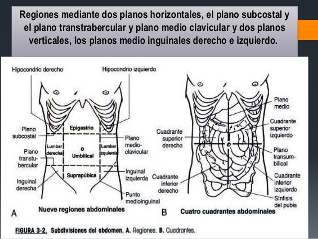 Cavidad abdominal y Músculos del abdomen