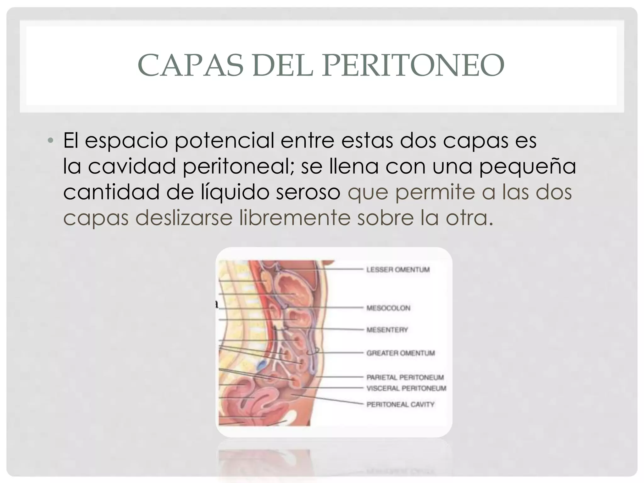 Cavidad abdominal y peritoneo | PPT