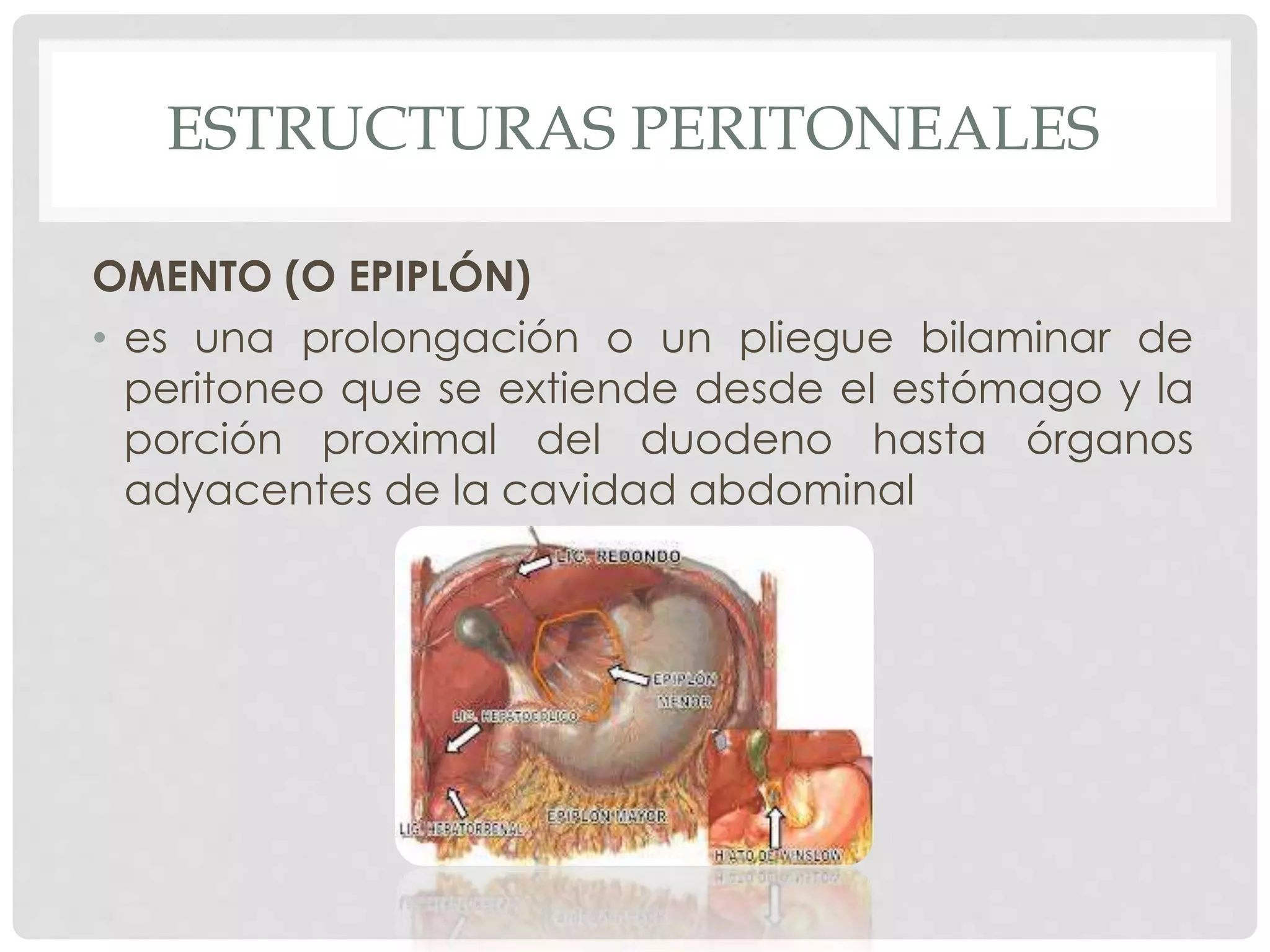Cavidad abdominal y peritoneo | PPT