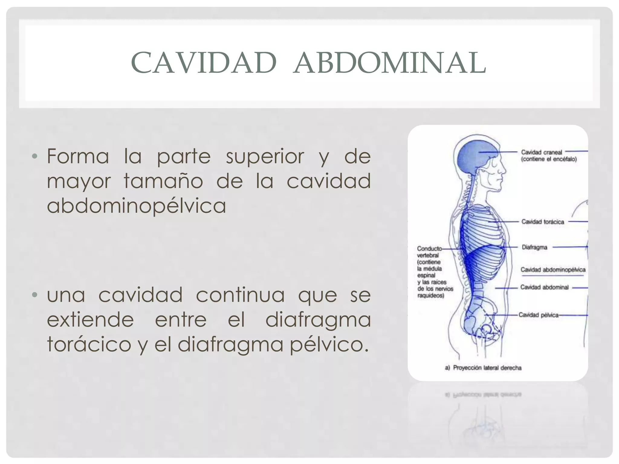 Cavidad abdominal y peritoneo | PPTX
