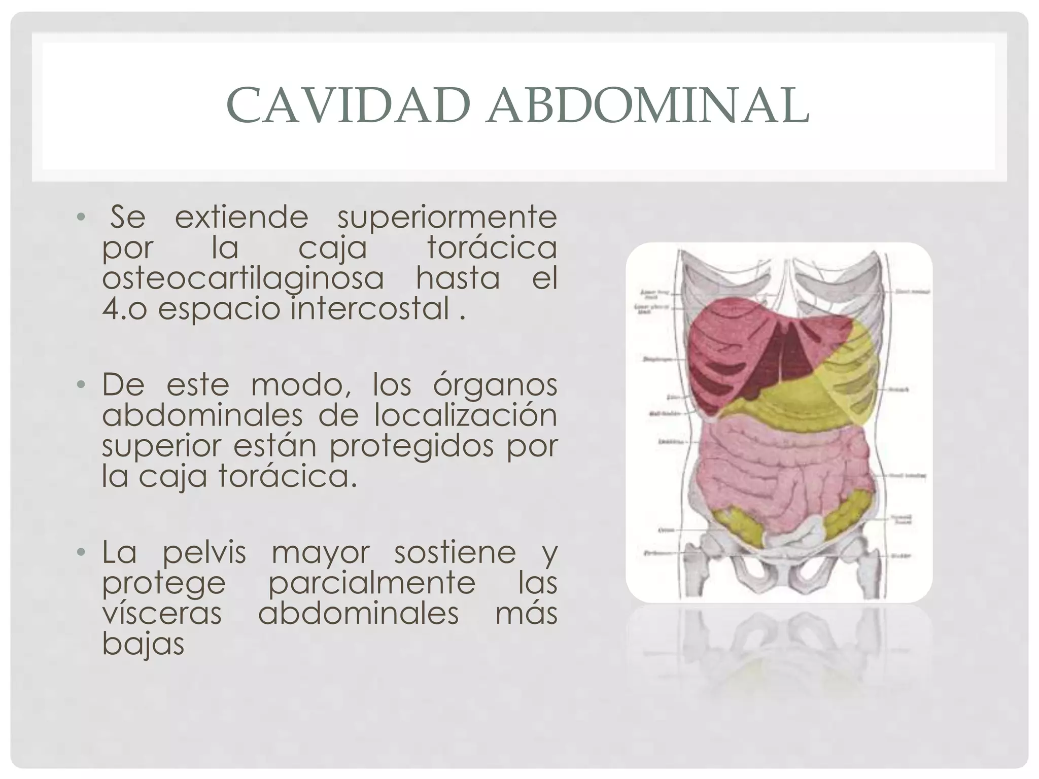 Cavidad abdominal y peritoneo | PPT