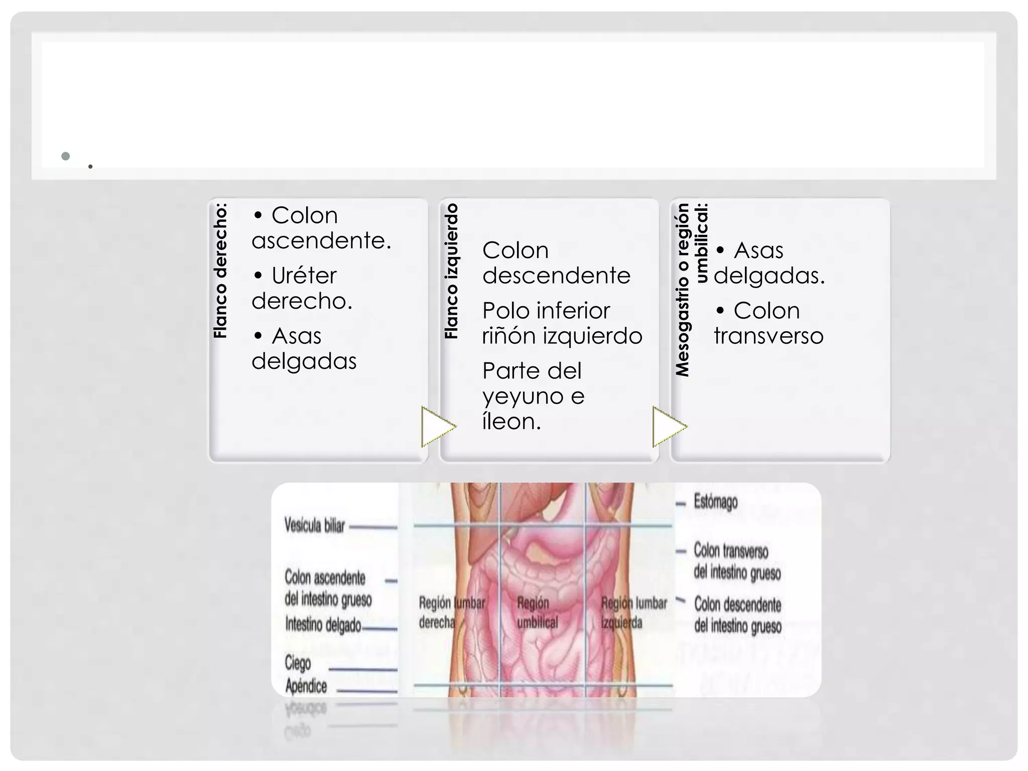 Cavidad abdominal y peritoneo | PPT