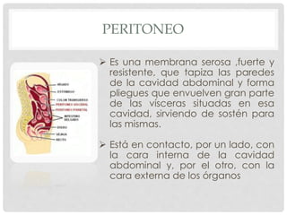 Cavidad abdominal y peritoneo | PPT